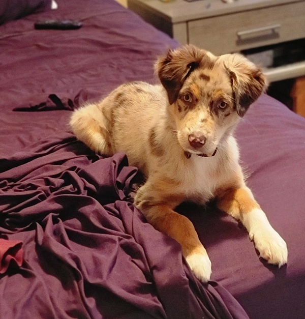 Buckeye Puppies Reviews - 24 Reviews of Buckeyepuppies.com | Sitejabber