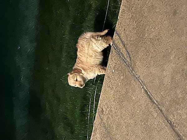 Buckeye Puppies Reviews - 27 Reviews of Buckeyepuppies.com | Sitejabber