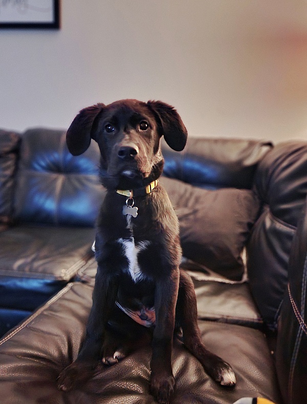 Buckeye Puppies Reviews - 27 Reviews of Buckeyepuppies.com | Sitejabber