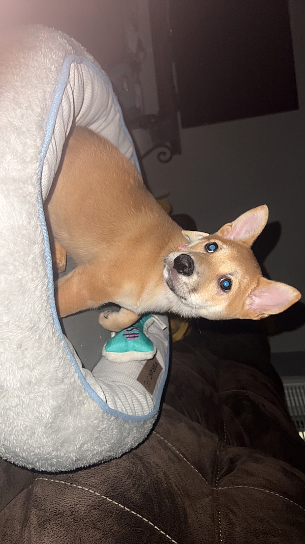 Buckeye Puppies Reviews - 29 Reviews of Buckeyepuppies.com | Sitejabber