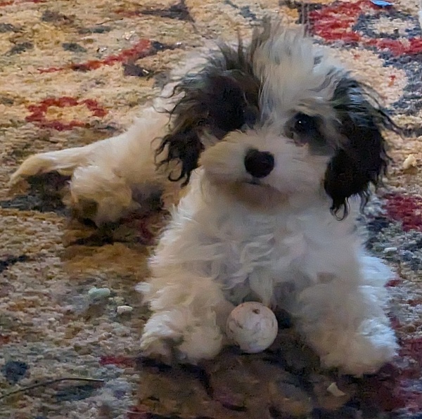 Buckeye Puppies Reviews - 32 Reviews of Buckeyepuppies.com | Sitejabber