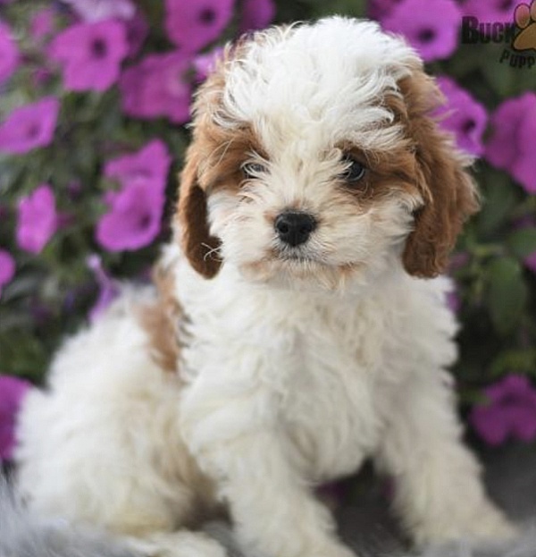 Buckeye Puppies Reviews - 38 Reviews of Buckeyepuppies.com | Sitejabber