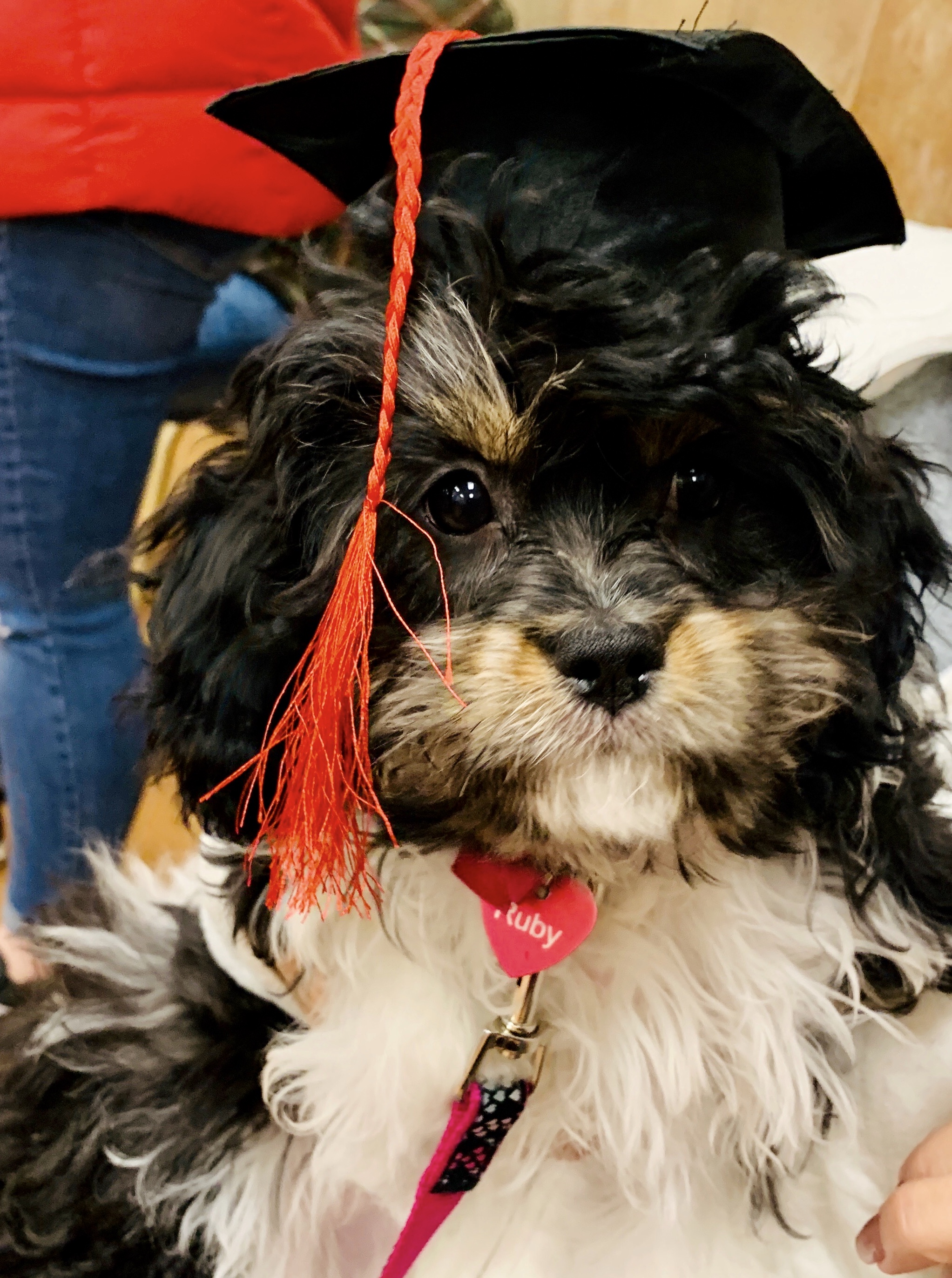 Keystone Puppies Reviews - 112 Reviews of Keystonepuppies.com | Sitejabber