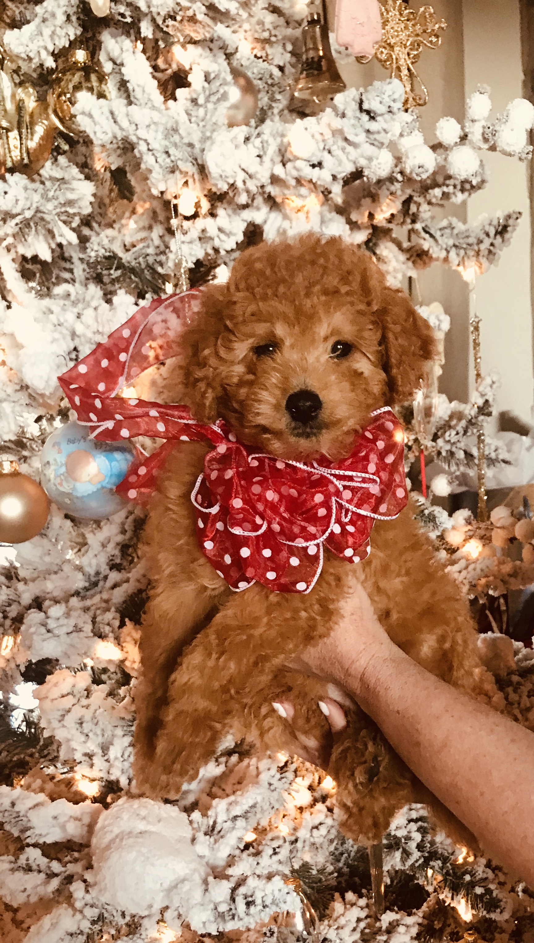 Keystone Puppies Reviews - 113 Reviews of Keystonepuppies.com | Sitejabber