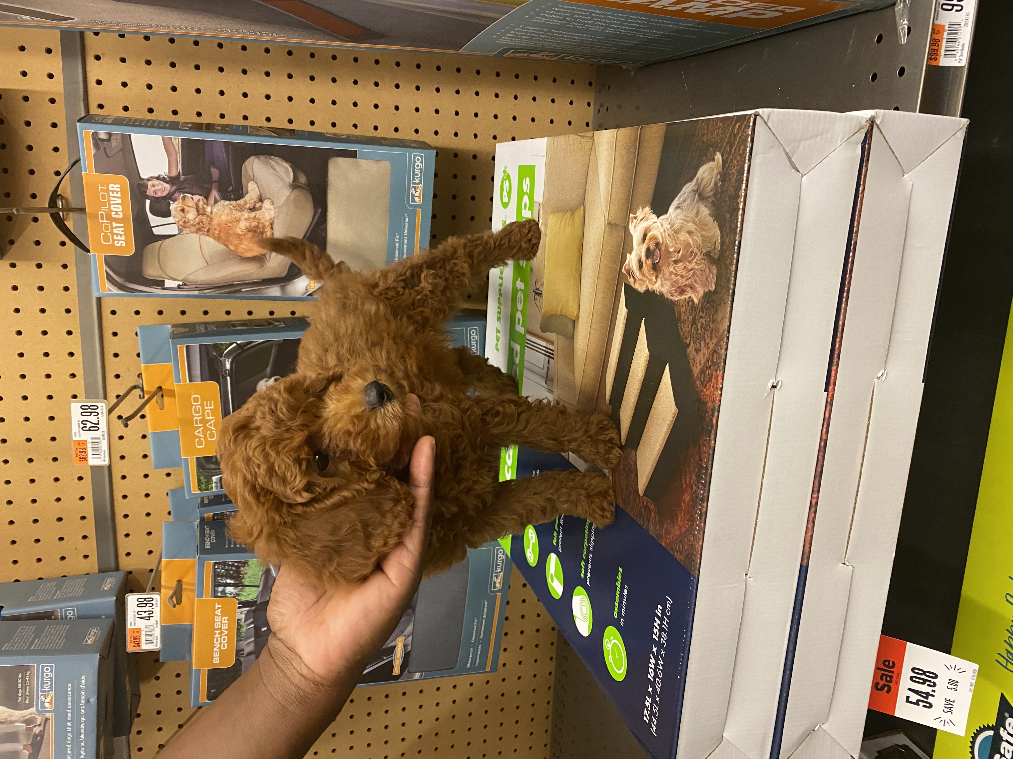 Keystone Puppies Reviews - 100 Reviews of Keystonepuppies.com | Sitejabber