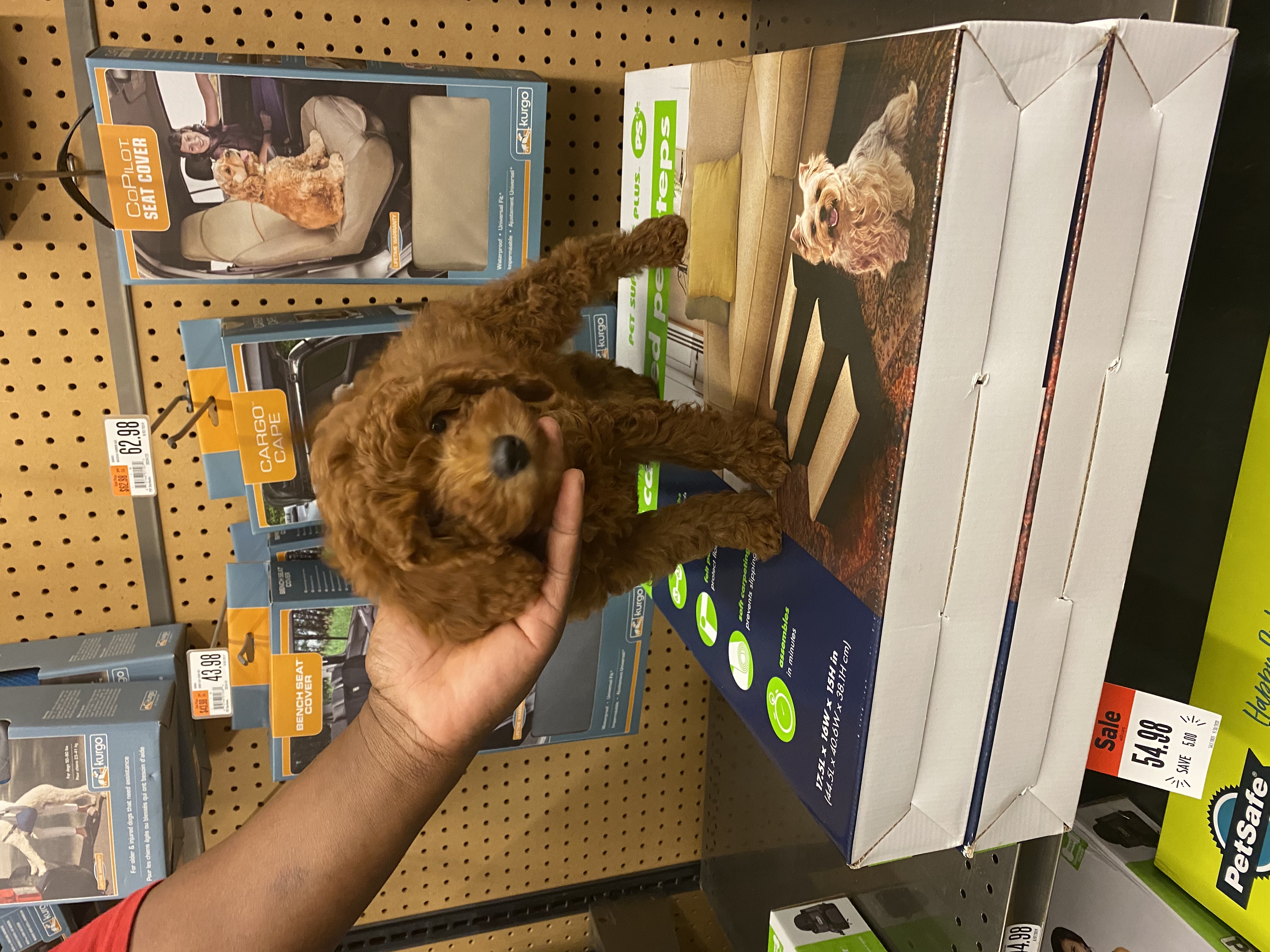 Keystone Puppies Reviews - 100 Reviews of Keystonepuppies.com | Sitejabber