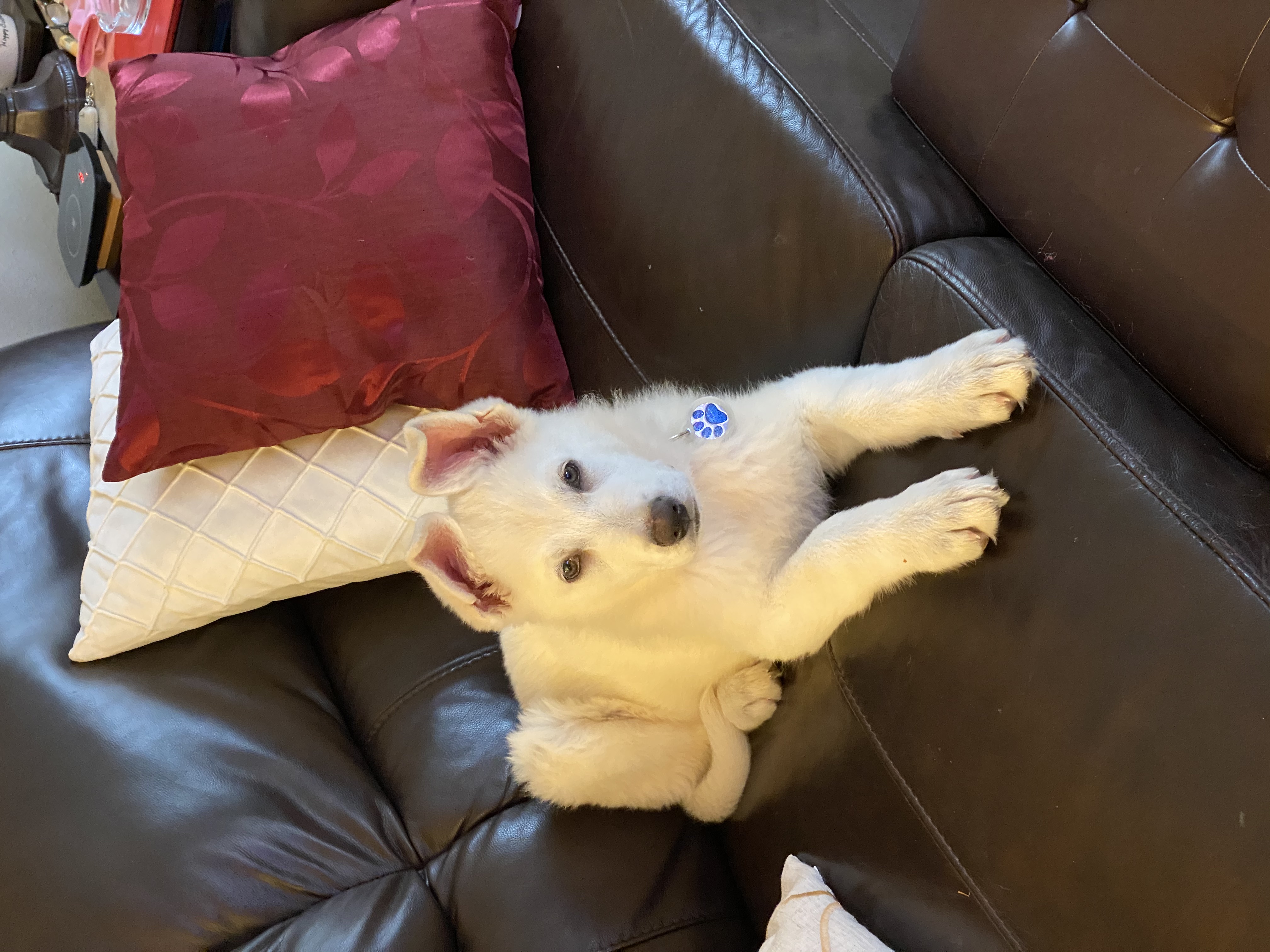 Keystone Puppies Reviews - 100 Reviews of Keystonepuppies.com | Sitejabber