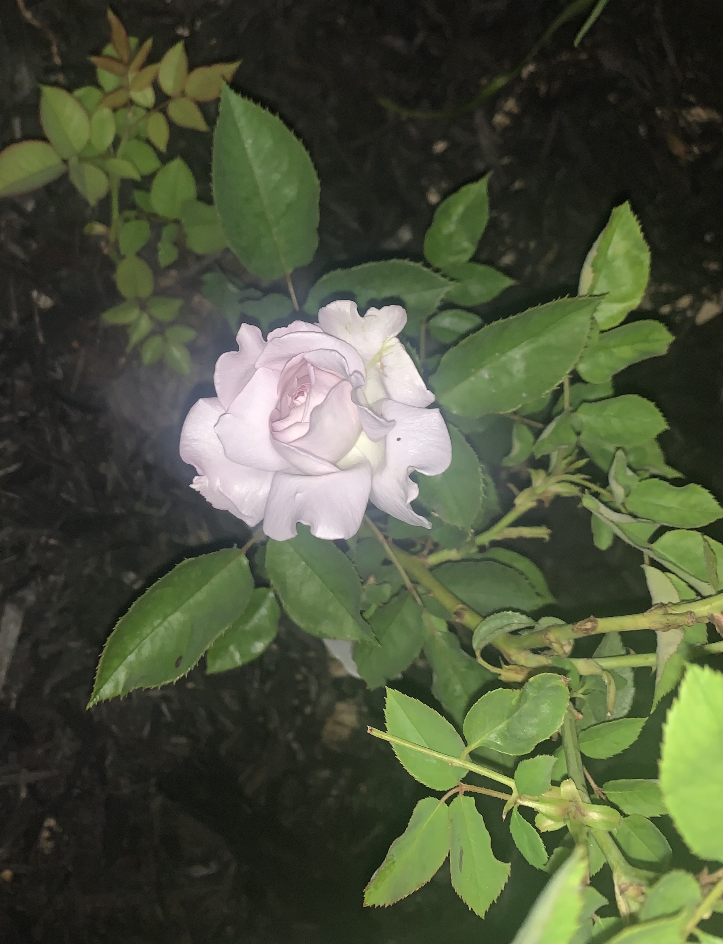 Heirloom Roses Reviews - 313 Reviews of Heirloomroses.com | Sitejabber