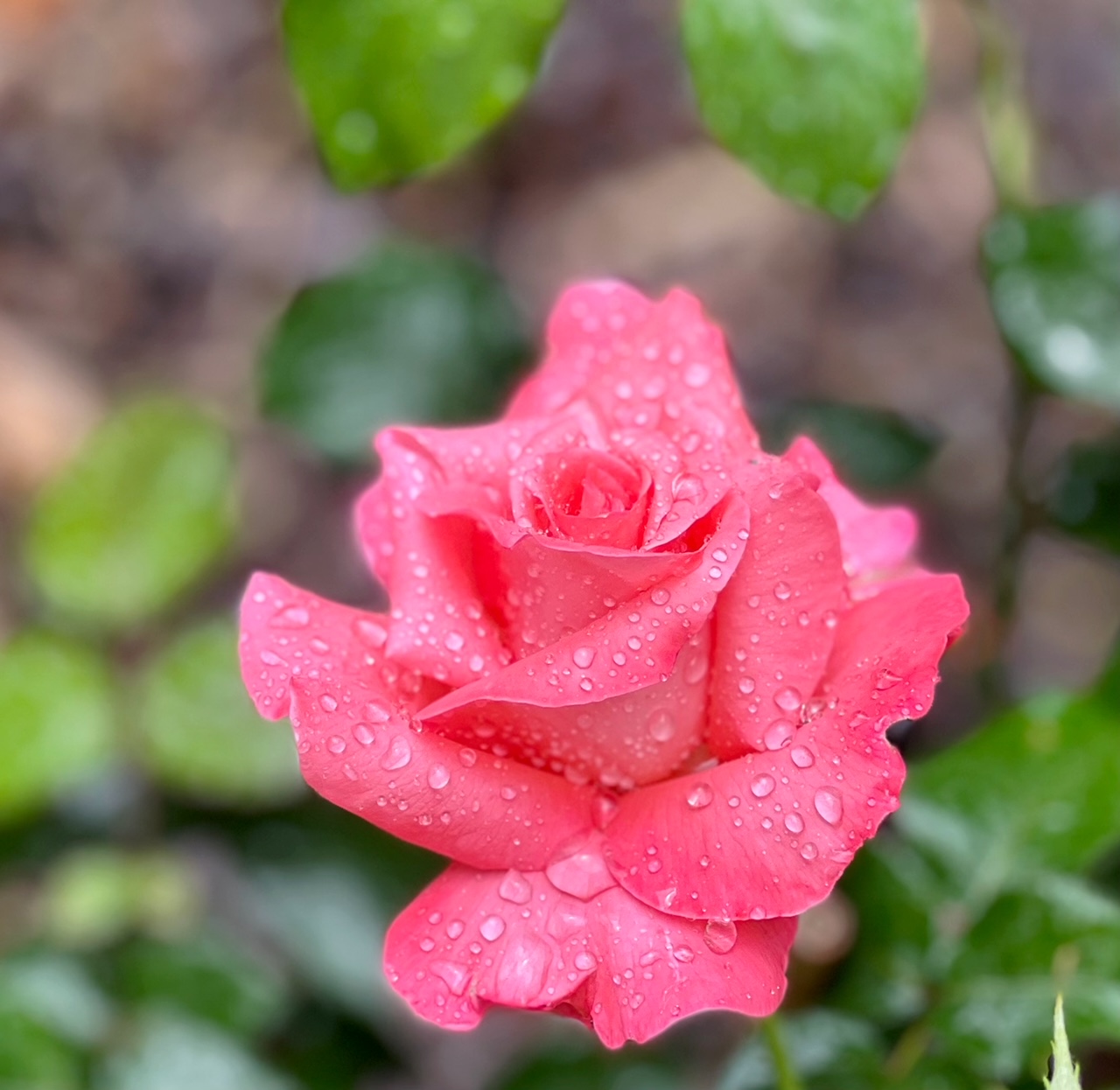 Heirloom Roses Reviews - 313 Reviews of Heirloomroses.com | Sitejabber