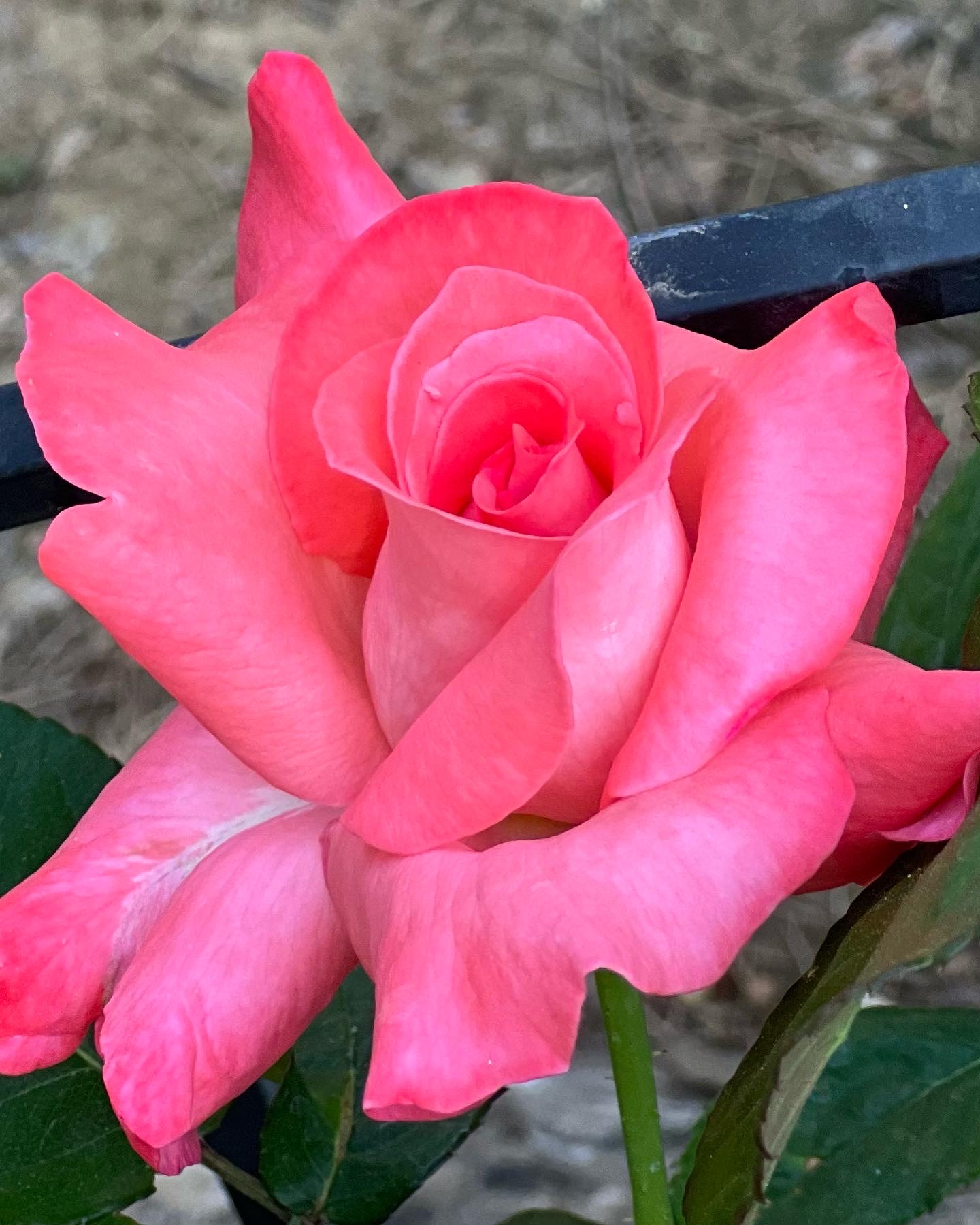 Heirloom Roses Reviews - 313 Reviews of Heirloomroses.com | Sitejabber