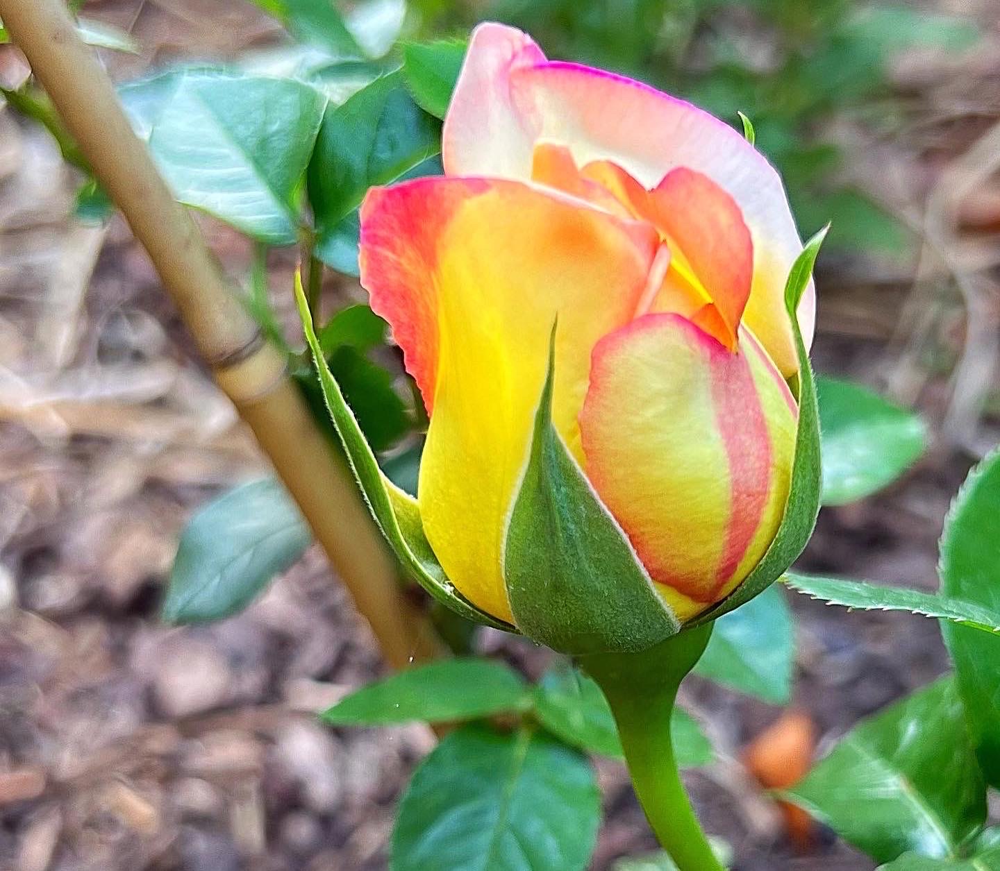 Heirloom Roses Reviews - 313 Reviews of Heirloomroses.com | Sitejabber