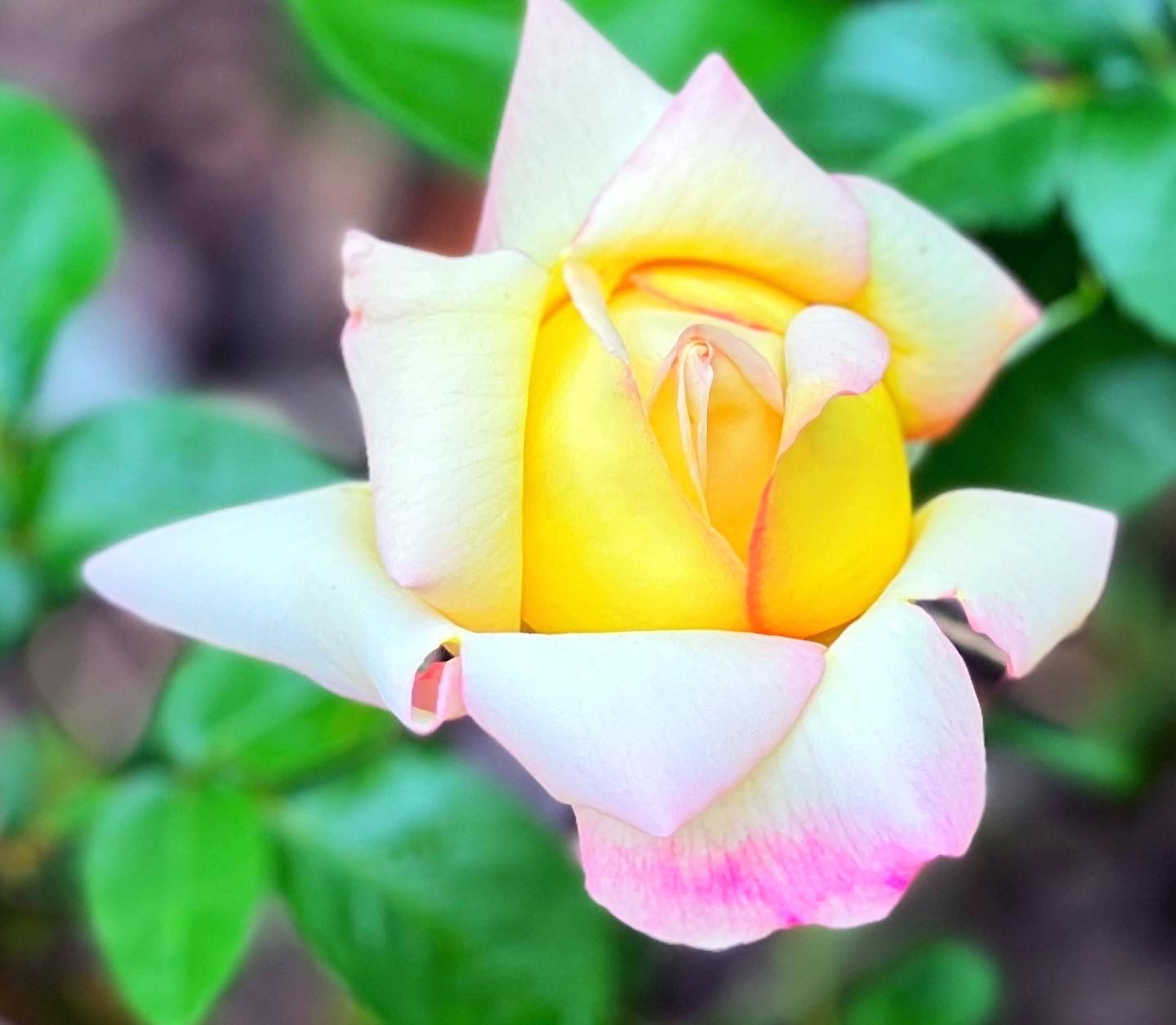 Heirloom Roses Reviews - 313 Reviews of Heirloomroses.com | Sitejabber