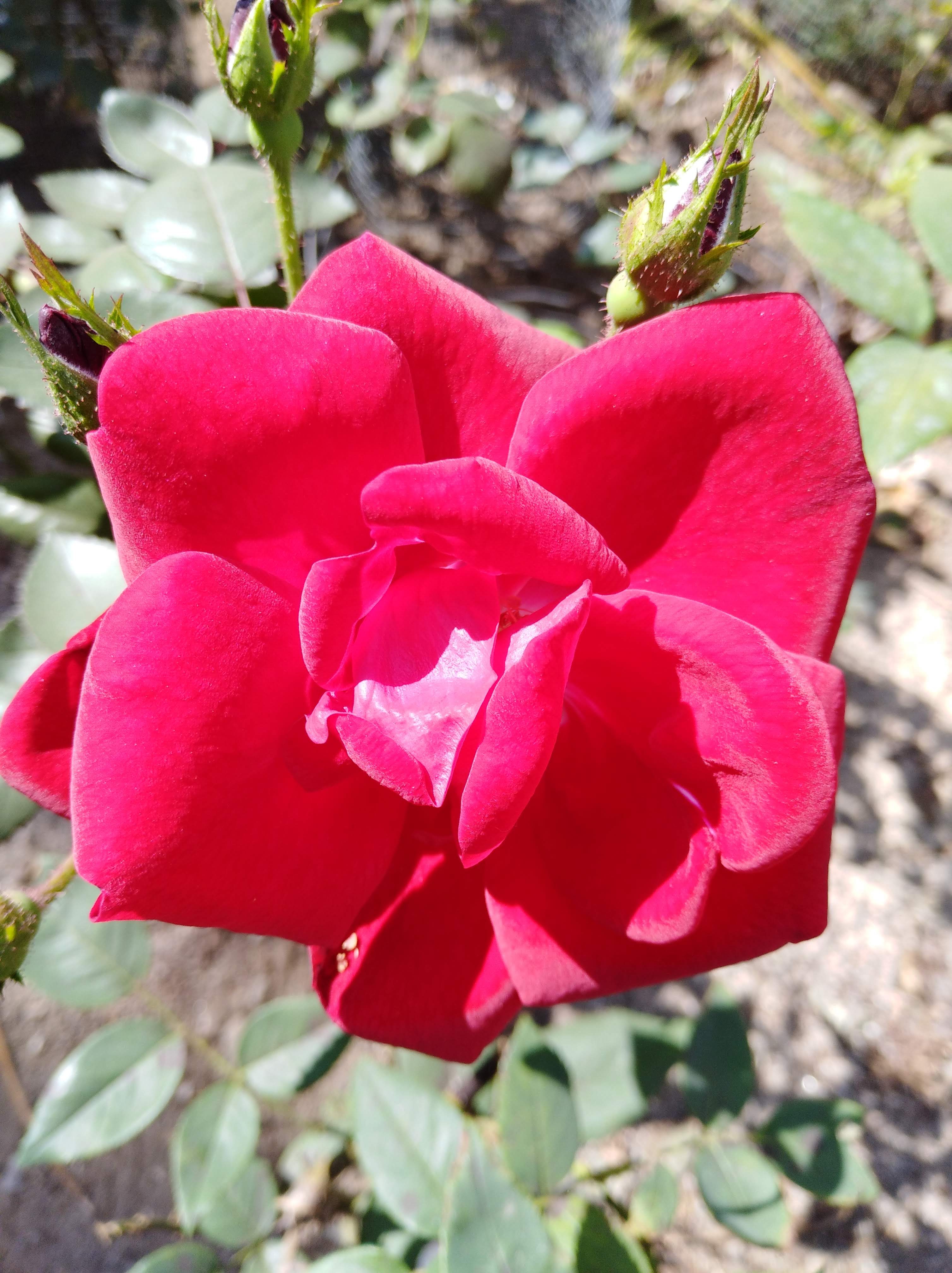 Heirloom Roses Reviews - 72 Reviews of Heirloomroses.com | Sitejabber