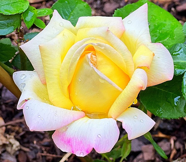 Heirloom Roses Reviews - 69 Reviews of Heirloomroses.com | Sitejabber