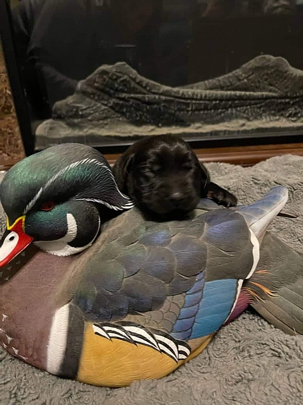 PetFinder Reviews - 291 Reviews of Petfinder.com | Sitejabber