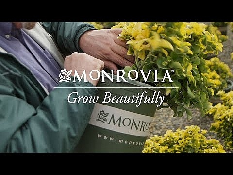 Monrovia Reviews - 2 Reviews of Monrovia.com | Sitejabber