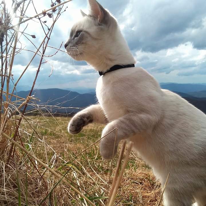 KingPet Reviews - 66 Reviews of Kingpet.com | Sitejabber