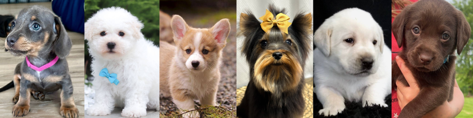 Puppies.com Reviews - 434 Reviews of Puppies.com | Sitejabber