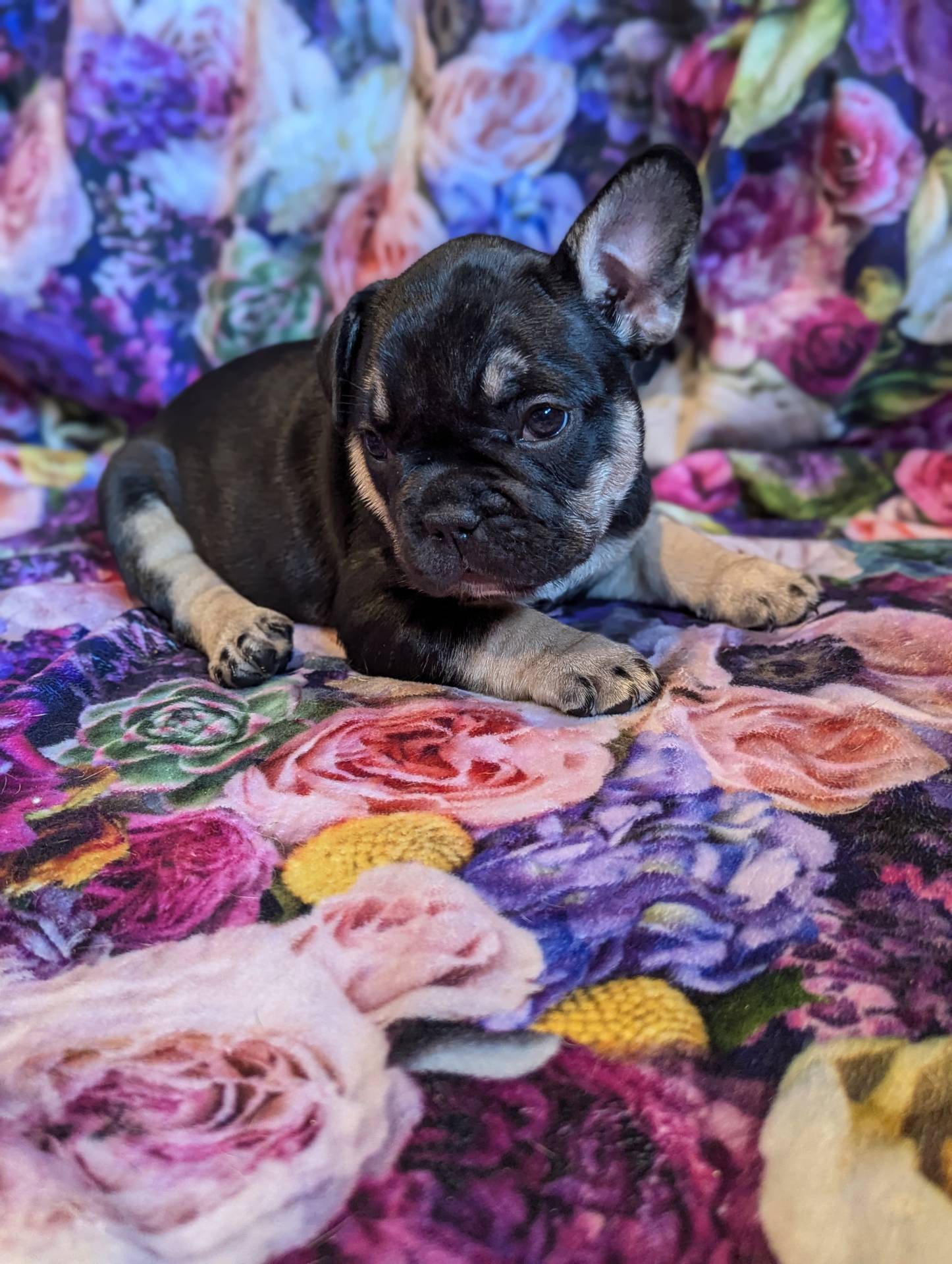 Puppies.com Reviews - 434 Reviews of Puppies.com | Sitejabber