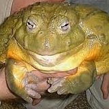 Curriculum Associates, LLC Reviews - 1,336 Reviews of login.i-ready.com ...