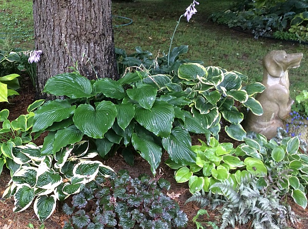 New Garden Plants Reviews - 64 Reviews of Newgardenplants.com | Sitejabber