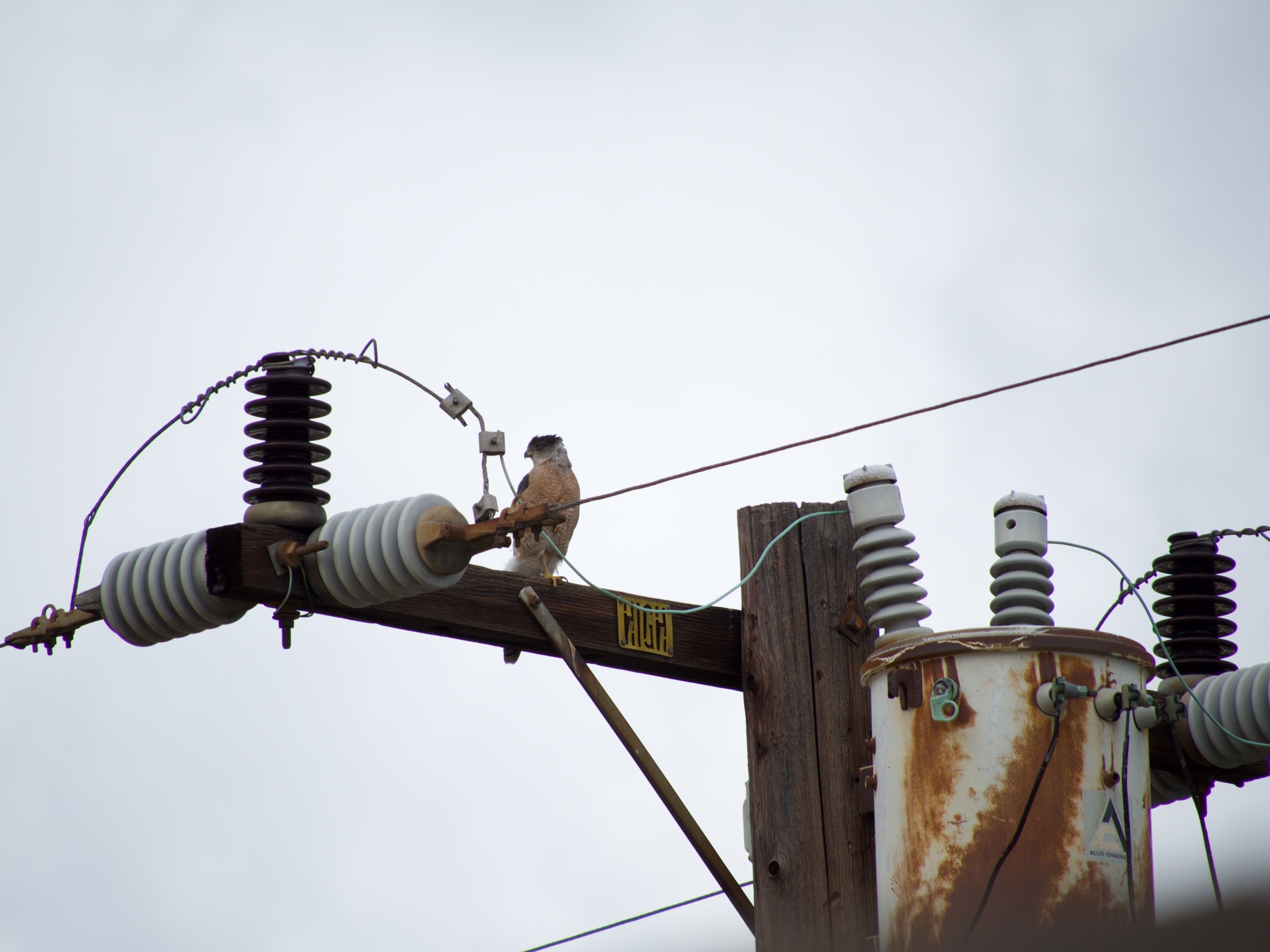 Adorama Reviews - 470 Reviews of Adorama.com | Sitejabber