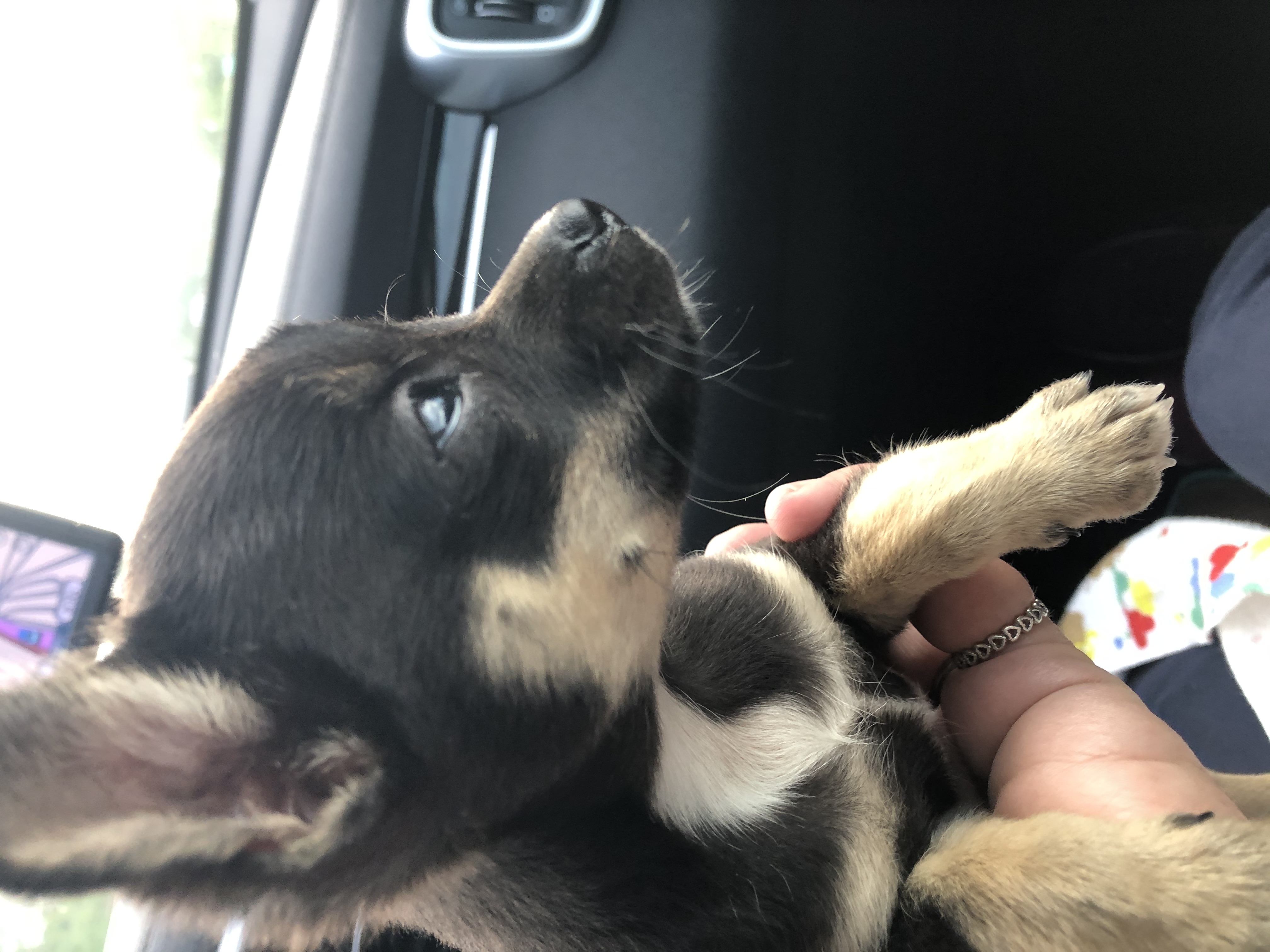 NextDayPets Reviews - 110 Reviews of Nextdaypets.com | Sitejabber