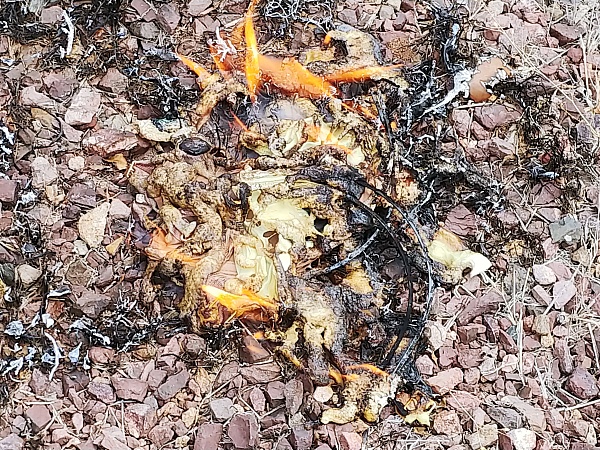 Pepper Reviews - 75 Reviews of Wearpepper.com | Sitejabber