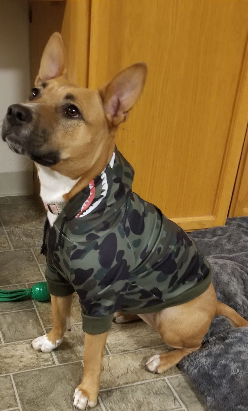 Sparkpaws Reviews - 88 Reviews of Sparkpaws.com | Sitejabber