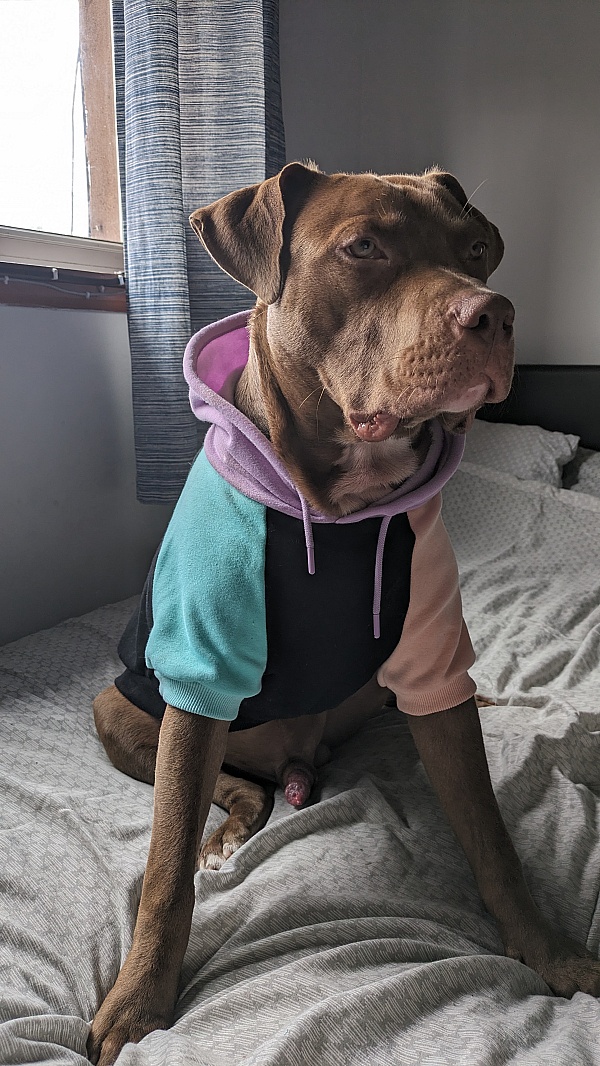 Sparkpaws Reviews - 90 Reviews of Sparkpaws.com | Sitejabber