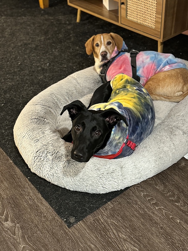 Sparkpaws Reviews - 104 Reviews of Sparkpaws.com | Sitejabber