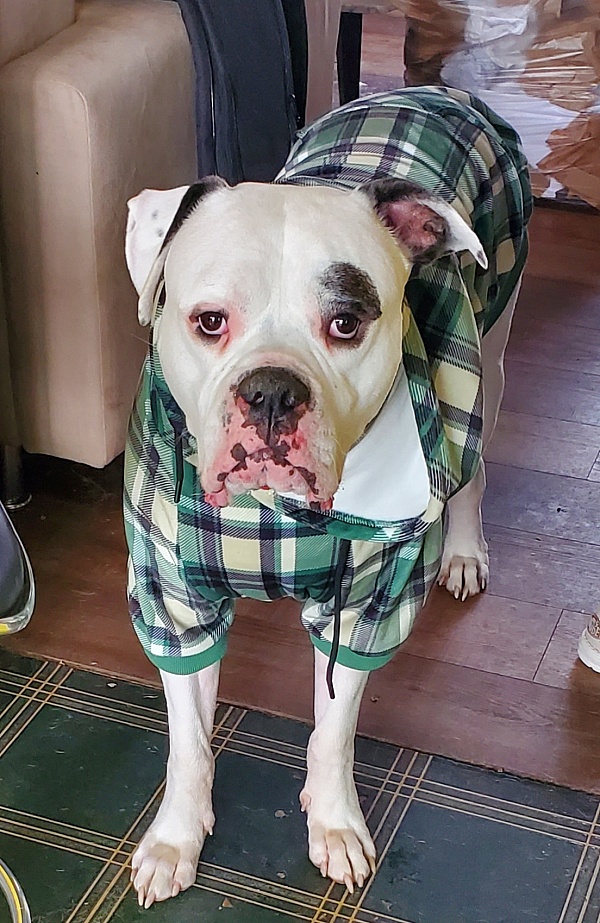 Sparkpaws Reviews - 104 Reviews of Sparkpaws.com | Sitejabber