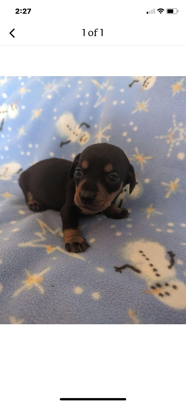 Good Dog Reviews - 269 Reviews of Gooddog.com | Sitejabber