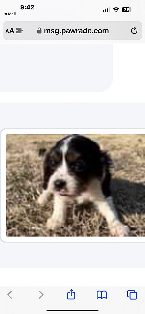 Pawrade Reviews - 48 Reviews of Pawrade.com | Sitejabber