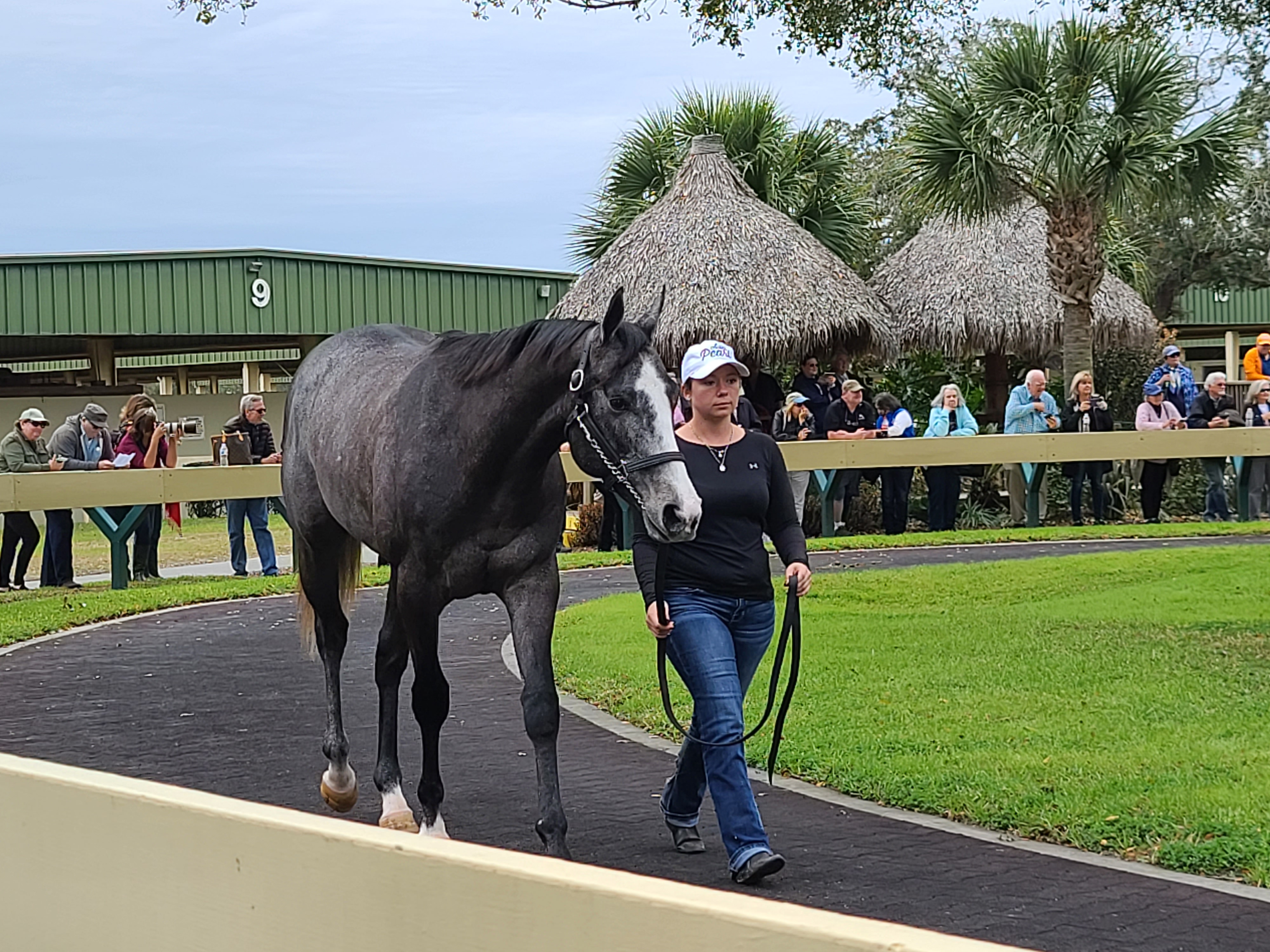 MyRacehorse Reviews - 24 Reviews of Myracehorse.com | Sitejabber