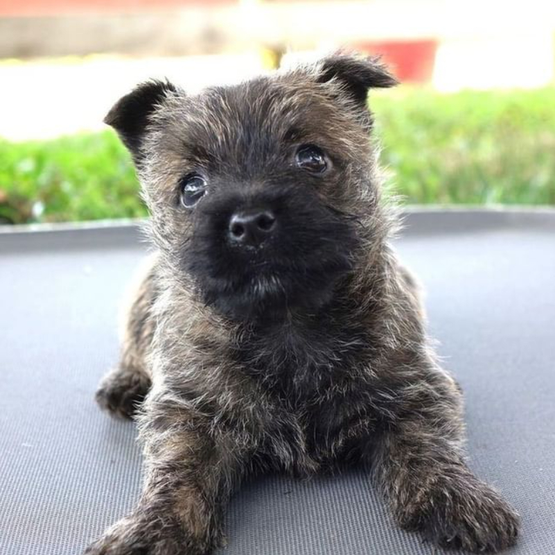 Mawoopets Reviews - 5 Reviews of Mawoopets.com | Sitejabber