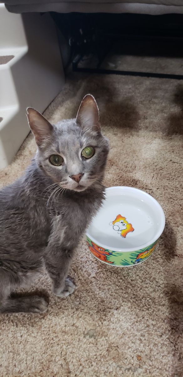 Allivet Reviews - 4,211 Reviews of Allivet.com | Sitejabber