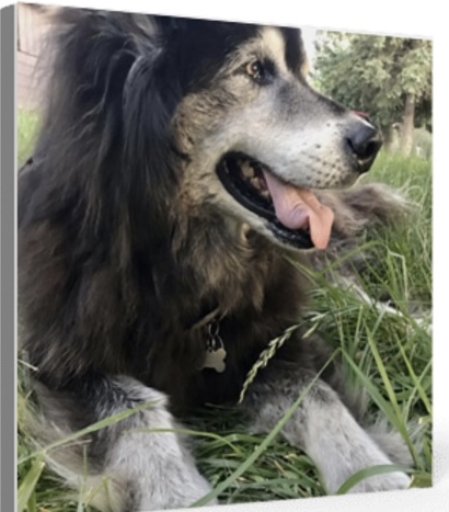 CanvasDiscount Reviews - 1,987 Reviews of Canvasdiscount.com | Sitejabber