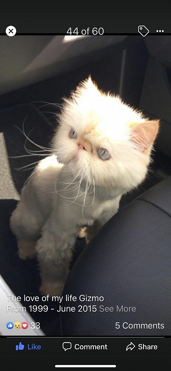 Gizmo.com Reviews - 3 Reviews of Gizmo.com | Sitejabber