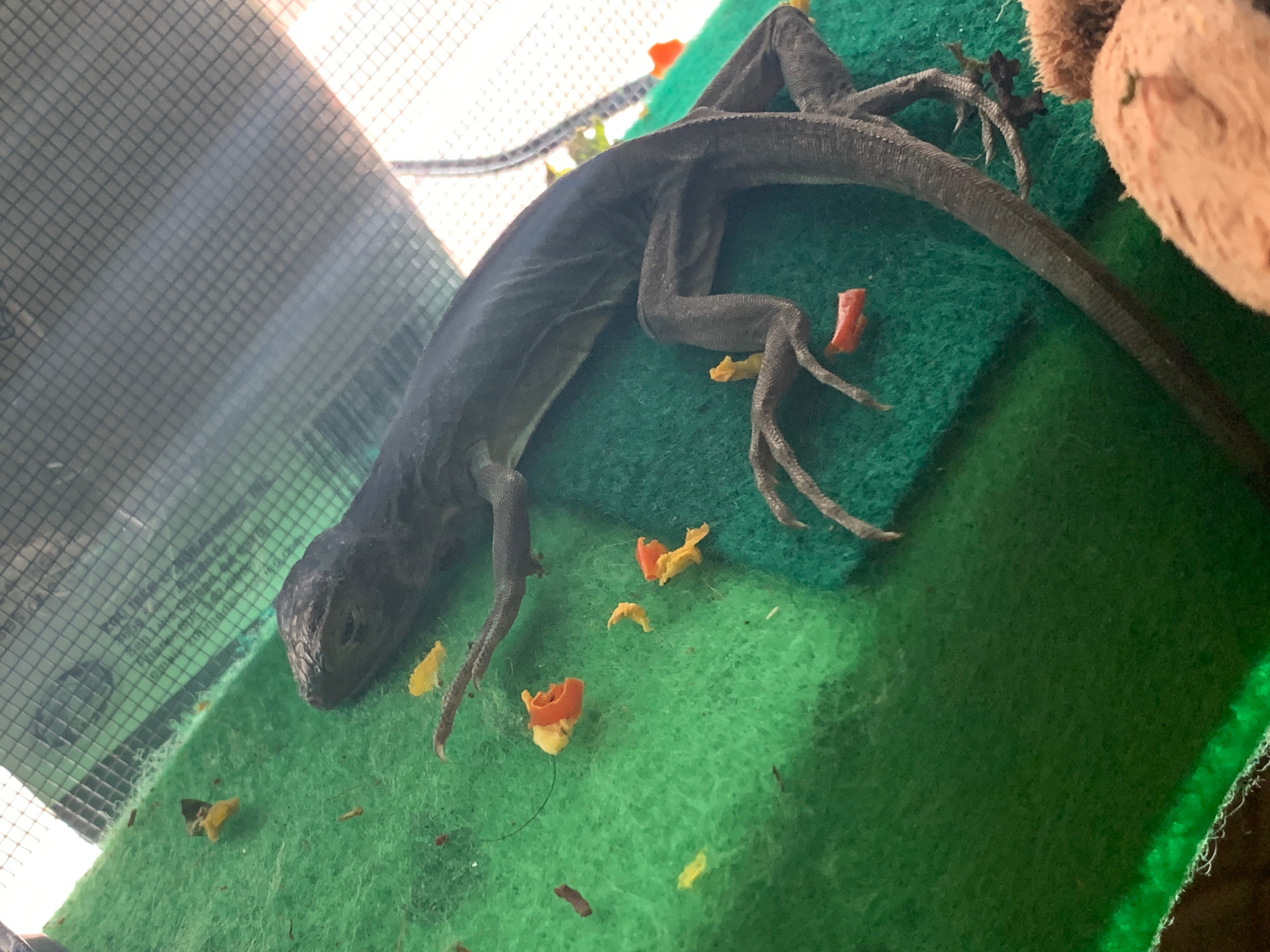 Underground Reptiles Reviews - 677 Reviews of Undergroundreptiles.com ...