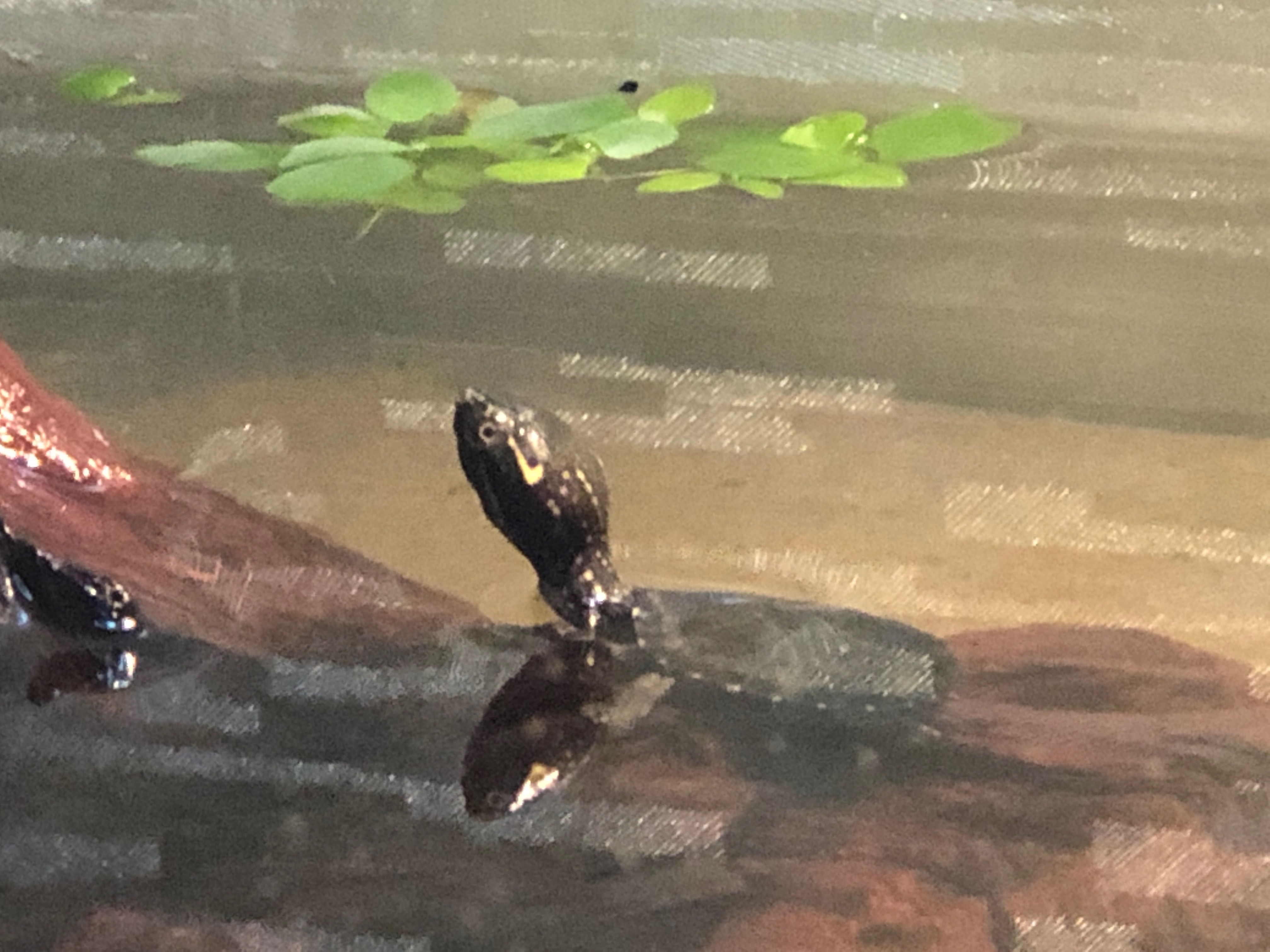 Underground Reptiles Reviews - 677 Reviews of Undergroundreptiles.com ...