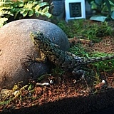 Underground Reptiles Reviews - 677 Reviews of Undergroundreptiles.com ...