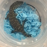 Underground Reptiles Reviews - 676 Reviews of Undergroundreptiles.com ...