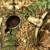 Underground Reptiles Reviews - 677 Reviews of Undergroundreptiles.com ...