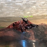 Underground Reptiles Reviews - 672 Reviews of undergroundreptiles.com ...