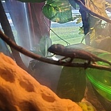 Underground Reptiles Reviews - 677 Reviews of Undergroundreptiles.com ...