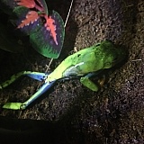 Underground Reptiles Reviews - 649 Reviews of Undergroundreptiles.com ...