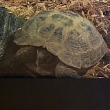 Underground Reptiles Reviews - 677 Reviews of Undergroundreptiles.com ...