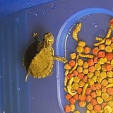 Underground Reptiles Reviews - 663 Reviews of Undergroundreptiles.com ...