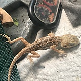 Underground Reptiles Reviews - 649 Reviews of Undergroundreptiles.com ...